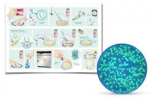 Bacterial transformation kit – NCBE