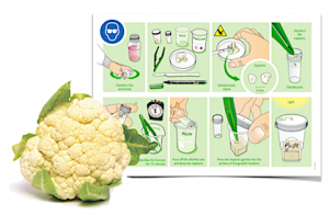 Plant tissue culture – NCBE