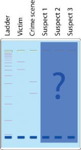 The DNA Detective – NCBE