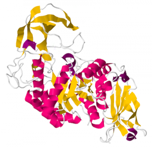 α-amylase (Amylex) – NCBE